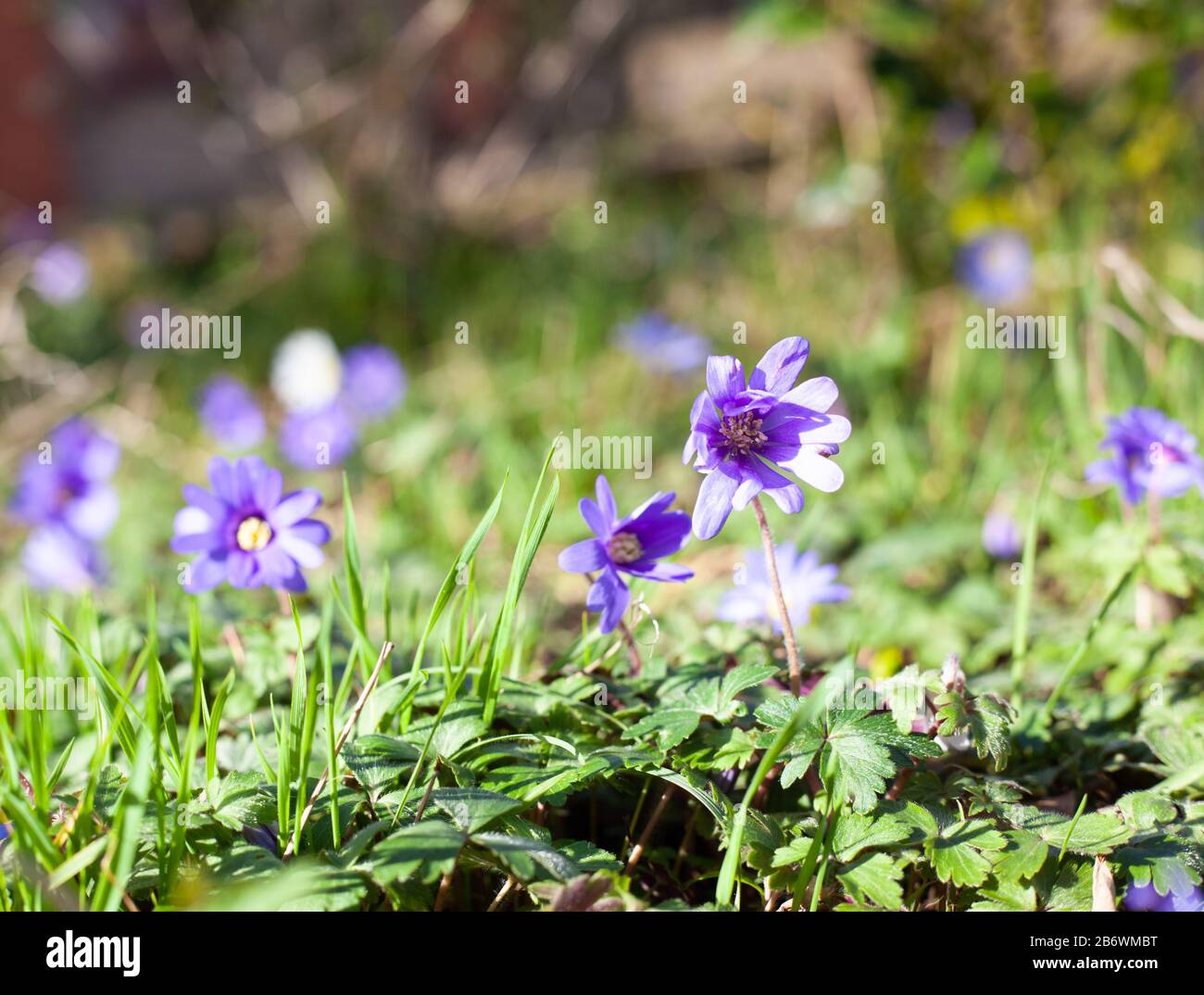 Natural world beauty- Alluring drifts of bright blue-flowers of Grecian ...