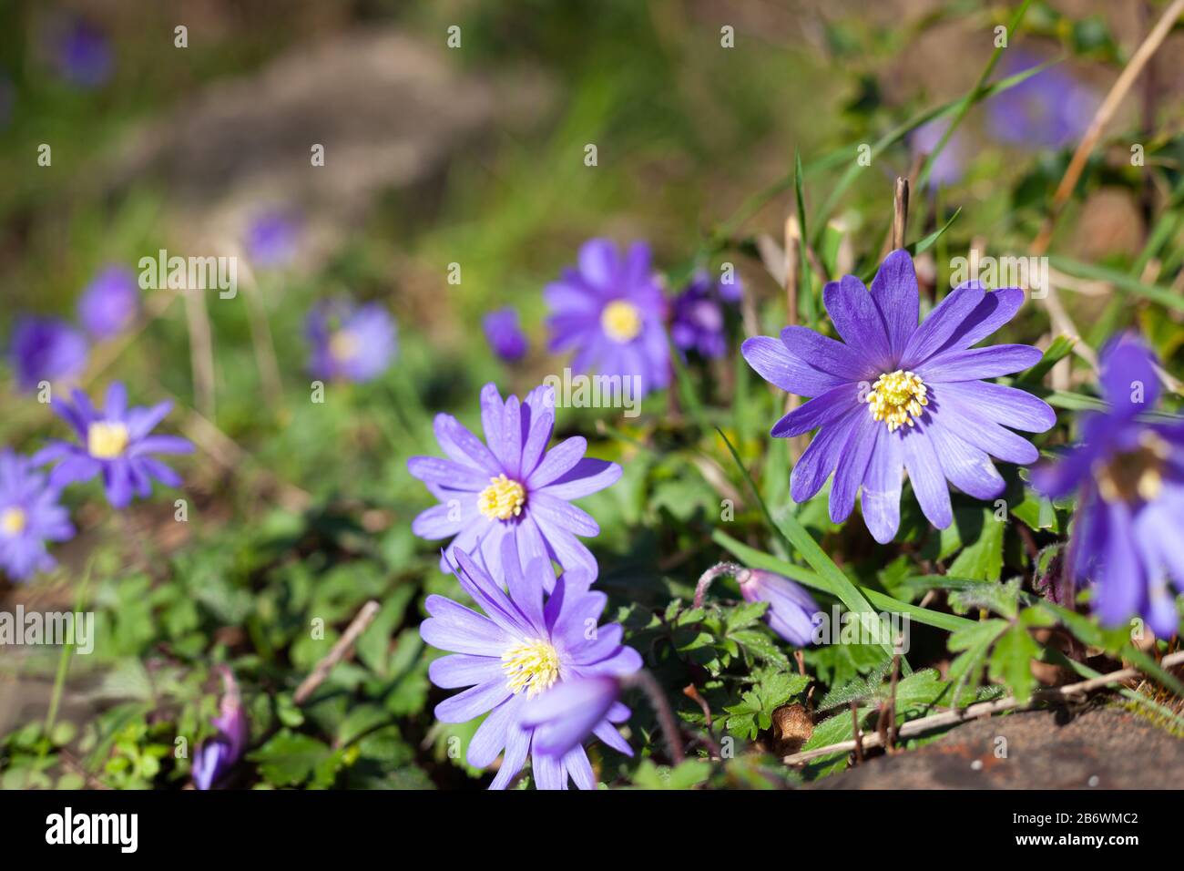 Grecian windflowers hi-res stock photography and images - Alamy