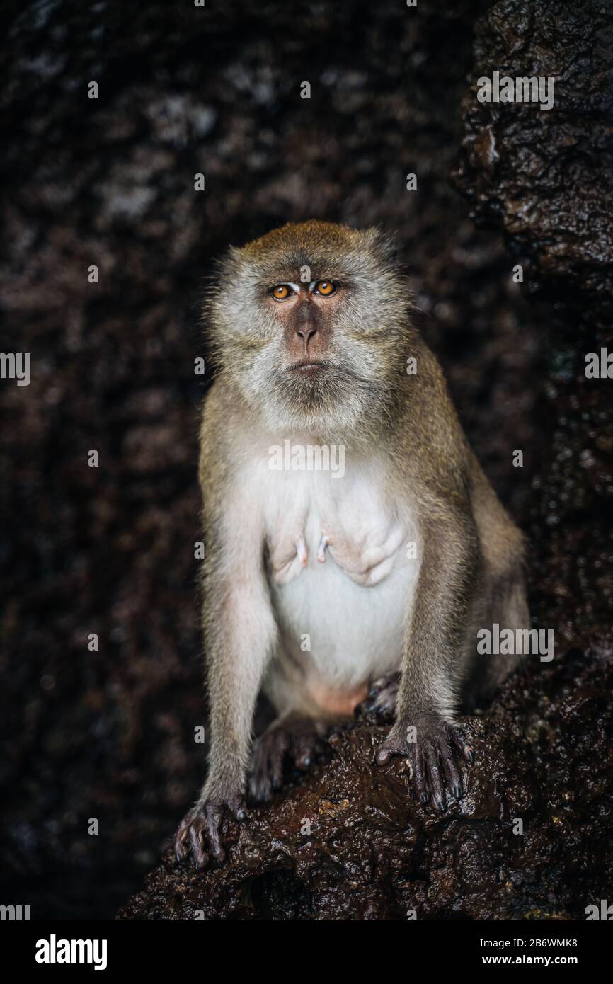Cute monkey stays on rocky cliff looking at tourists Stock Photo - Alamy