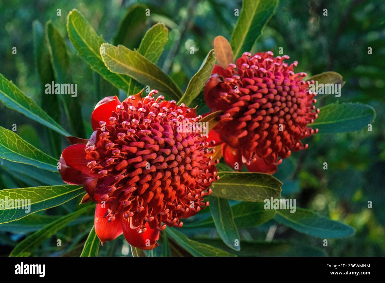 Waratah Flowers, Australia. Telopea Speciosissima, New South Wales ...