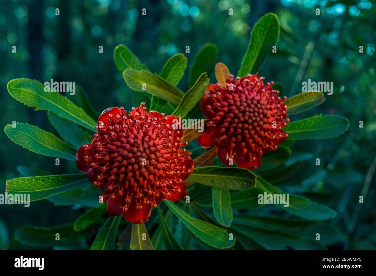 Waratah Flowers, Australia. Telopea Speciosissima, New South Wales ...