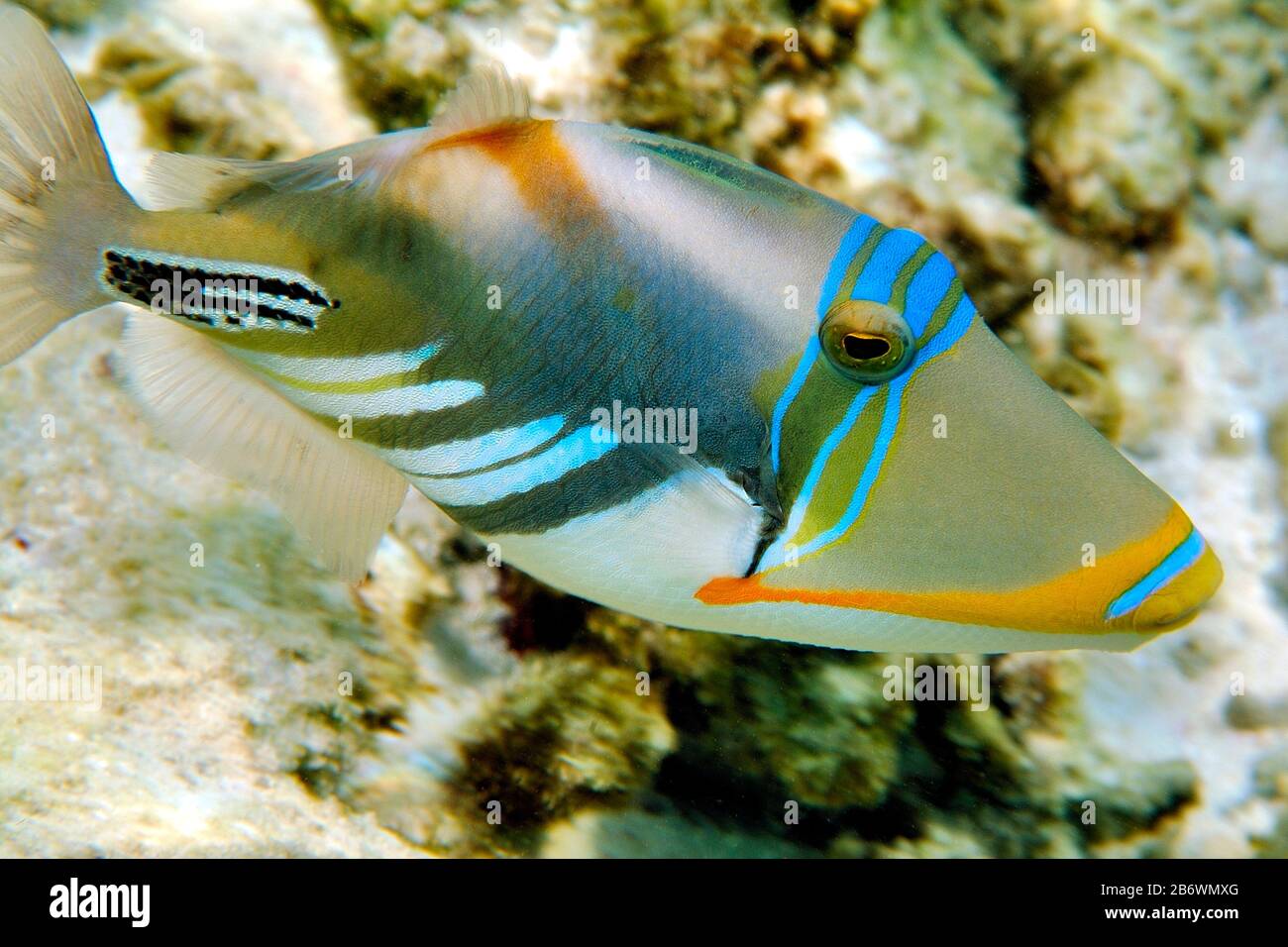 Triggerfish Teeth High Resolution Stock Photography and Images - Alamy