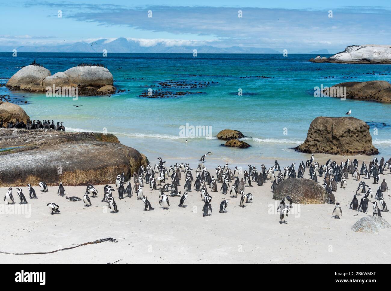 African Penguin Colony Spheniscus Demersus On Boulders Beach Simon s African Penguin Colony Spheniscus Demersus On Boulders Beach Simon s