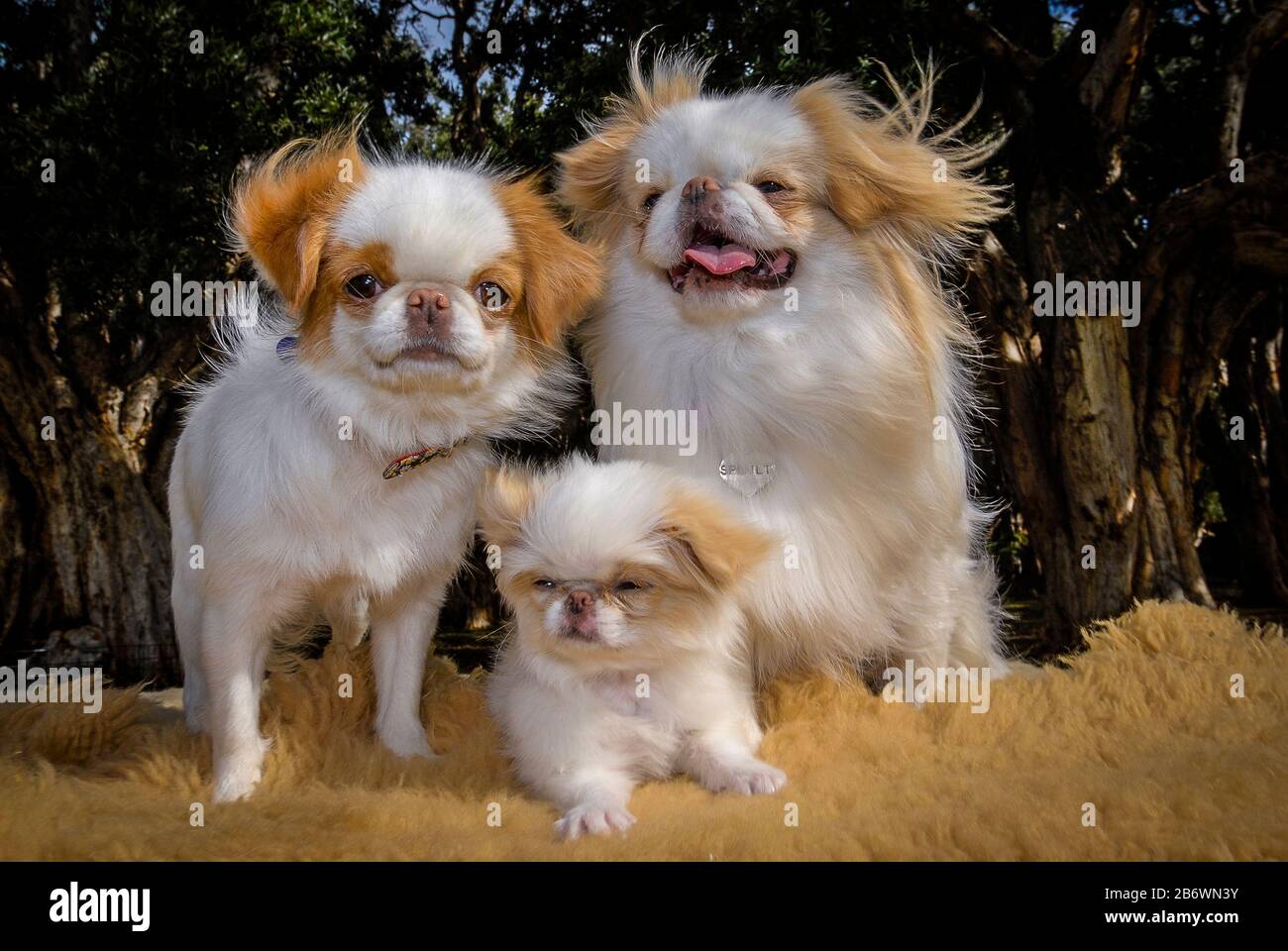 Japanese Chin Dogs with Puppy Stock Photo - Alamy