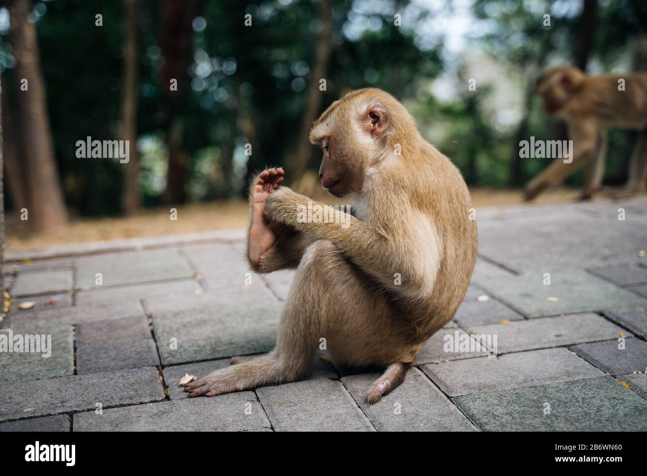 Cute monkey looks at its foot in monkey mountain, Phuket Stock Photo ...