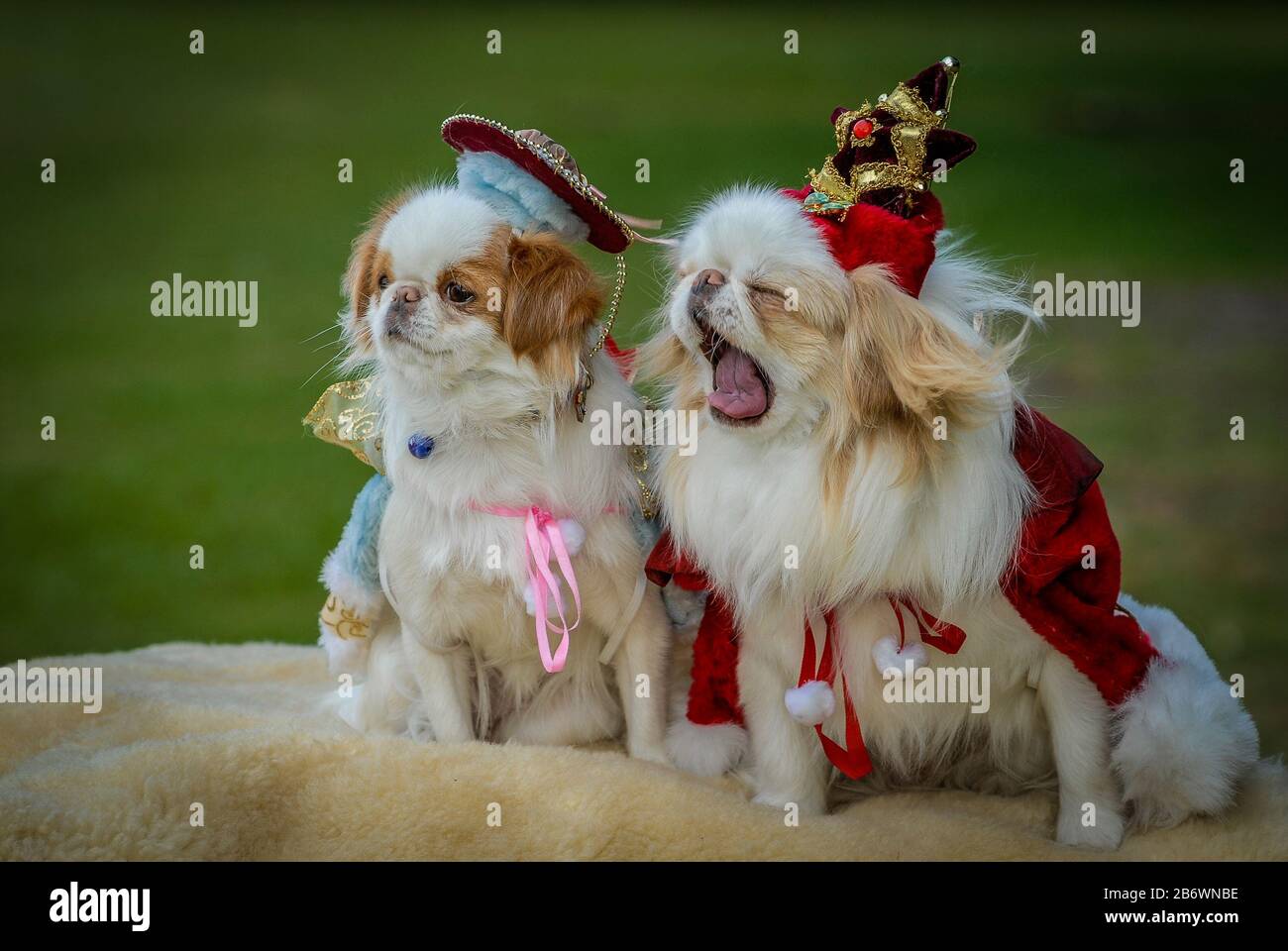 Japanese Chin Dogs in Christmas Fancy Dress Costume Stock Photo - Alamy