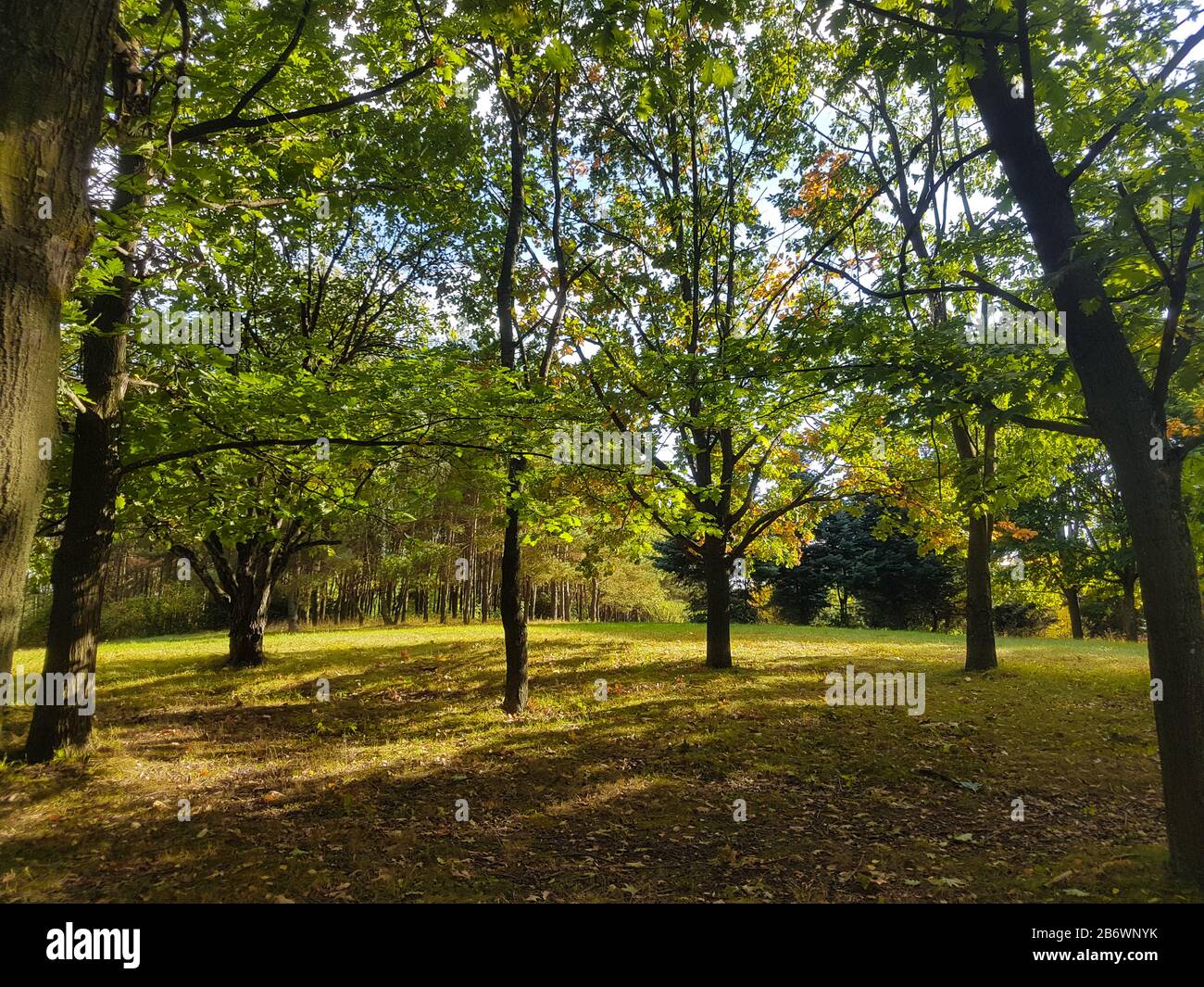Hot summer forest hi-res stock photography and images - Alamy