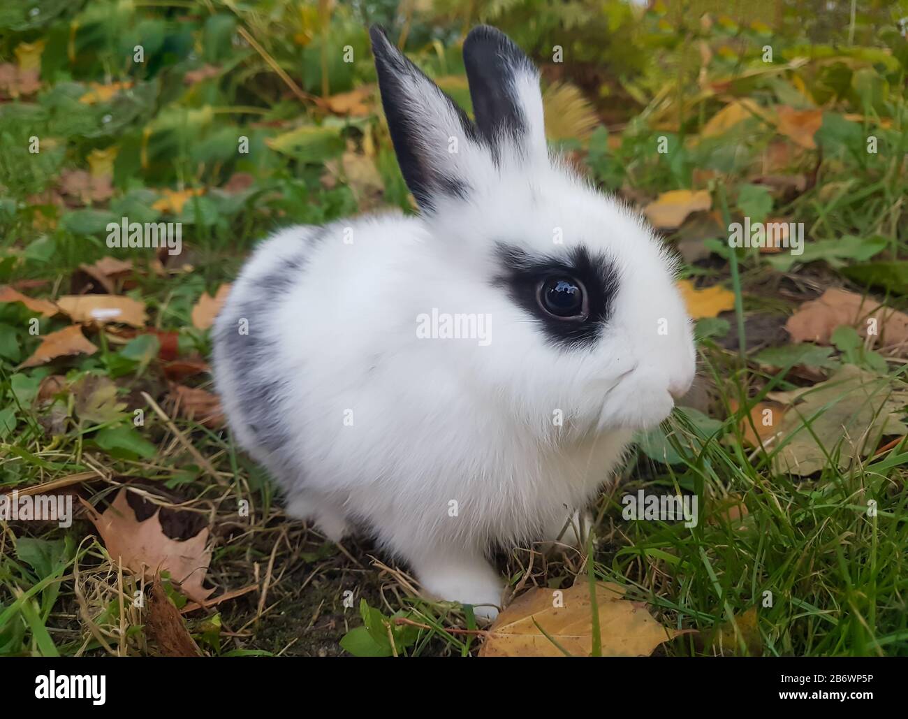 Baby rabbit playing on grass hi-res stock photography and images - Alamy