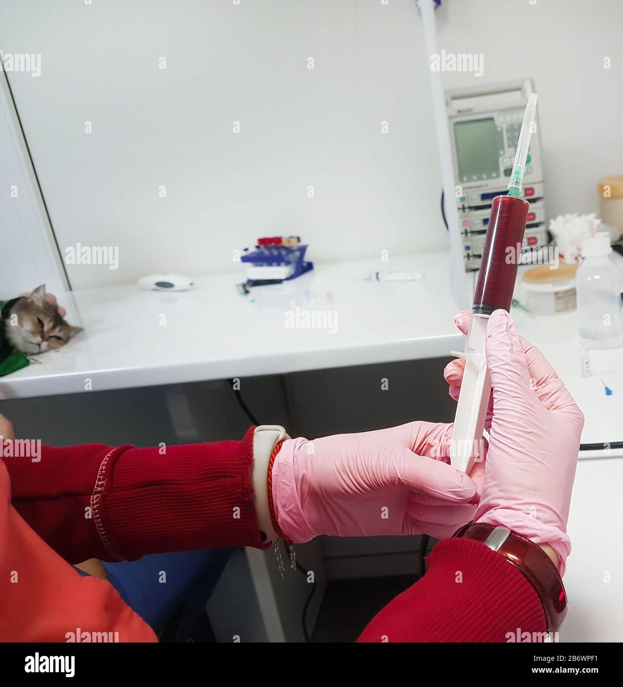 veterinarian performing the procedure of blood transfusion Stock Photo ...