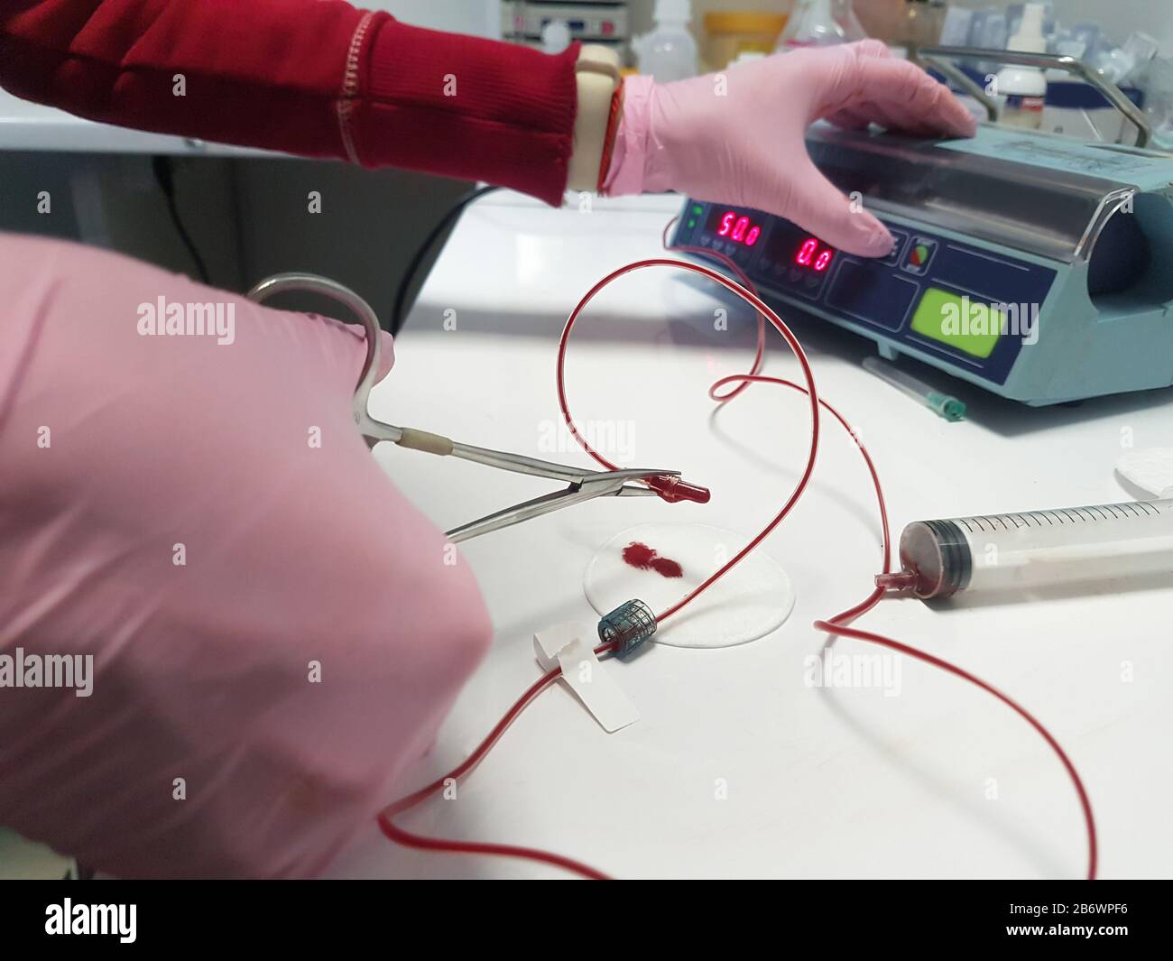 veterinary surgeon performing the procedure of blood transfusion Stock ...