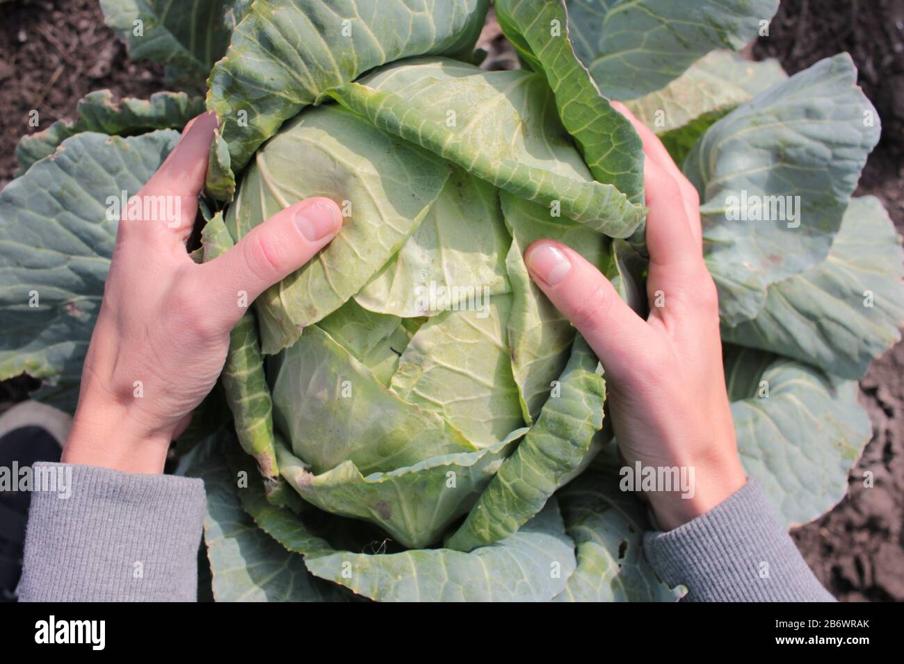 Hands harvesting cabbage hi-res stock photography and images - Alamy