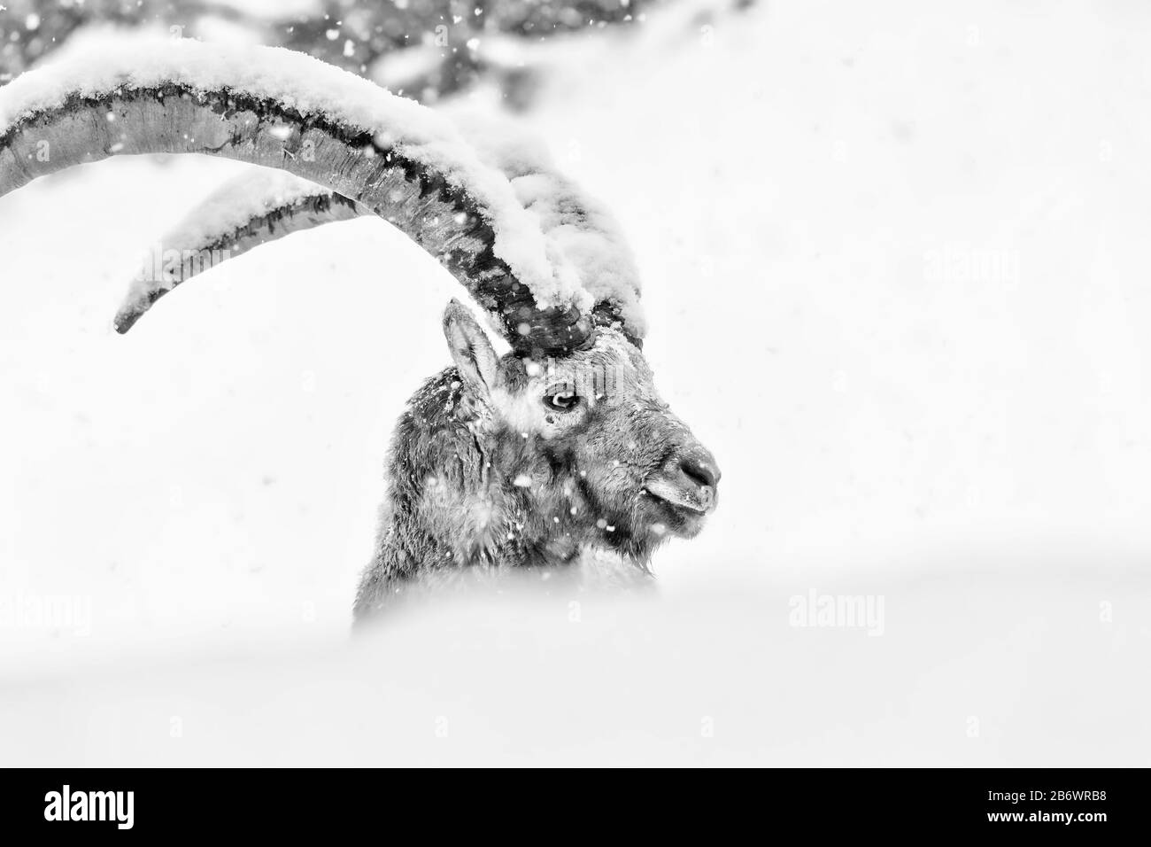 The Alpine ibex under extreme snowfall (Capra ibex Stock Photo - Alamy