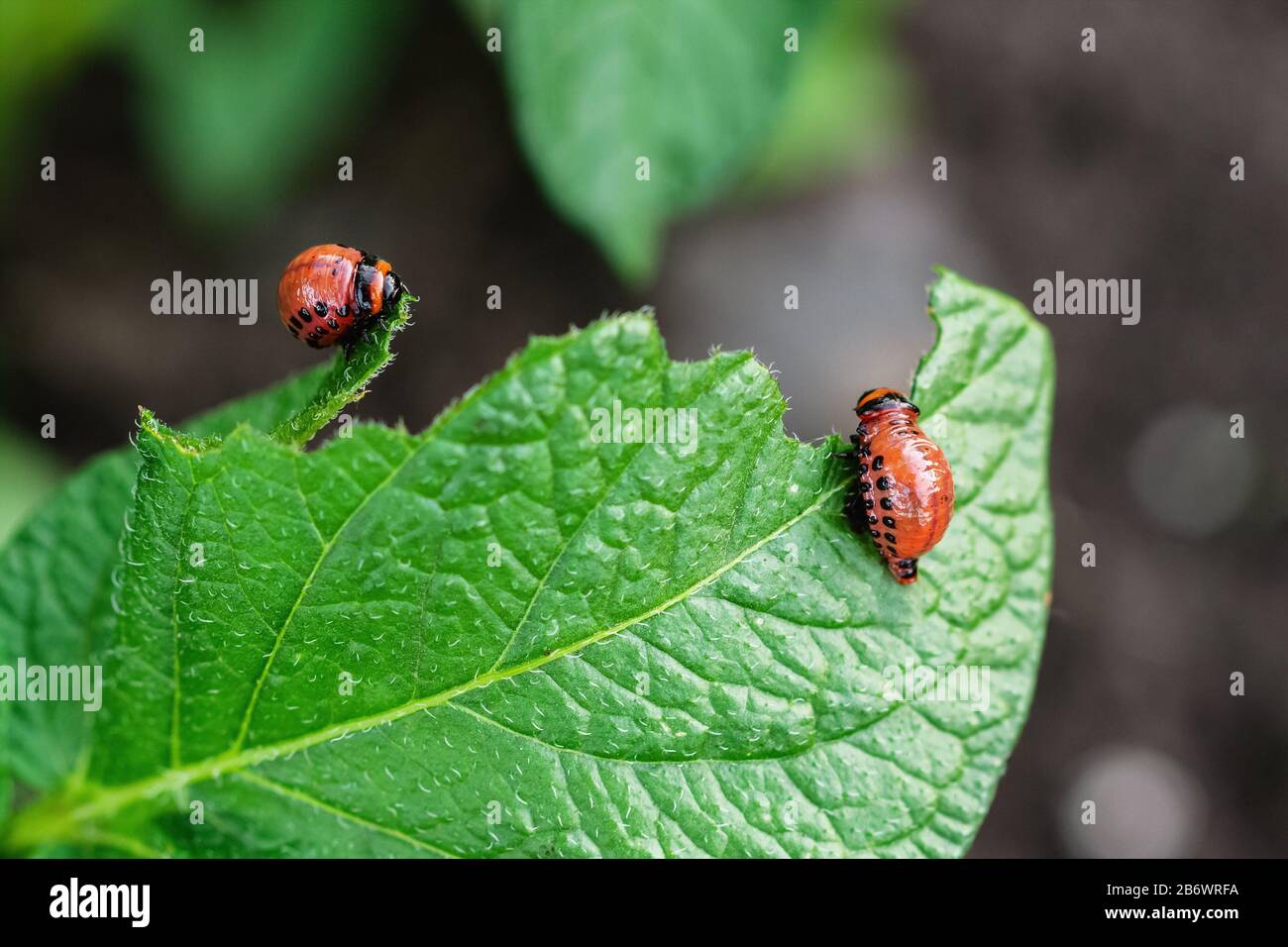 Young Colorado beetles eat potato leaf. The beetle larva is eating ...