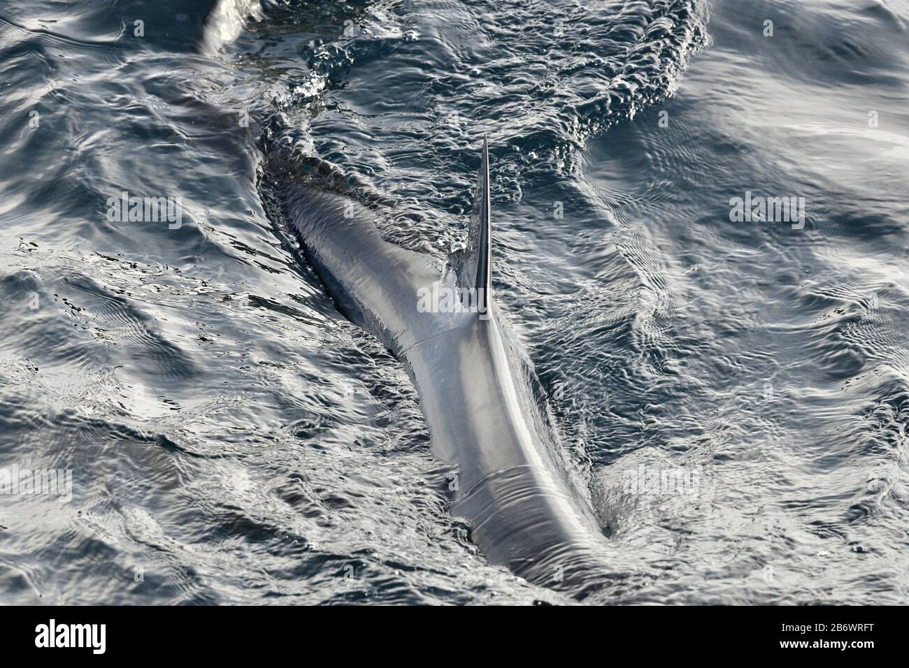 Shark back and dorsal fin on surface of the water. Blue shark ...