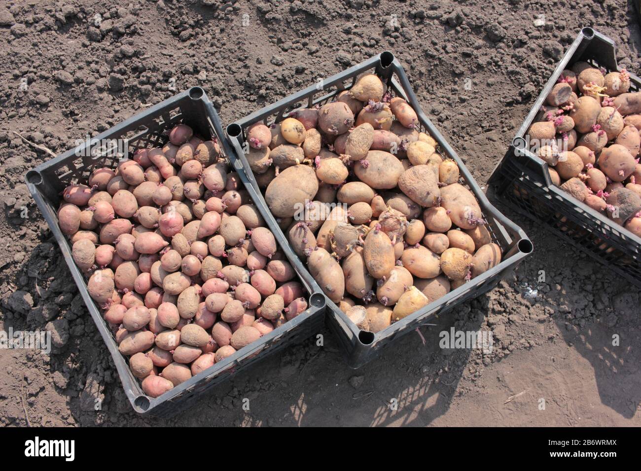 Potatoes with sprouts for spring planting on the ground. Boxes with ...