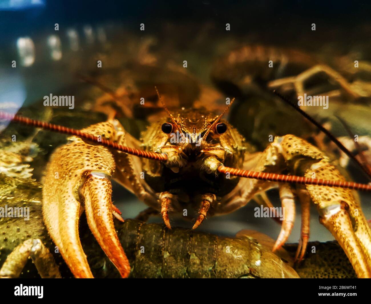close up. crayfish behind the glass aquarium Stock Photo - Alamy