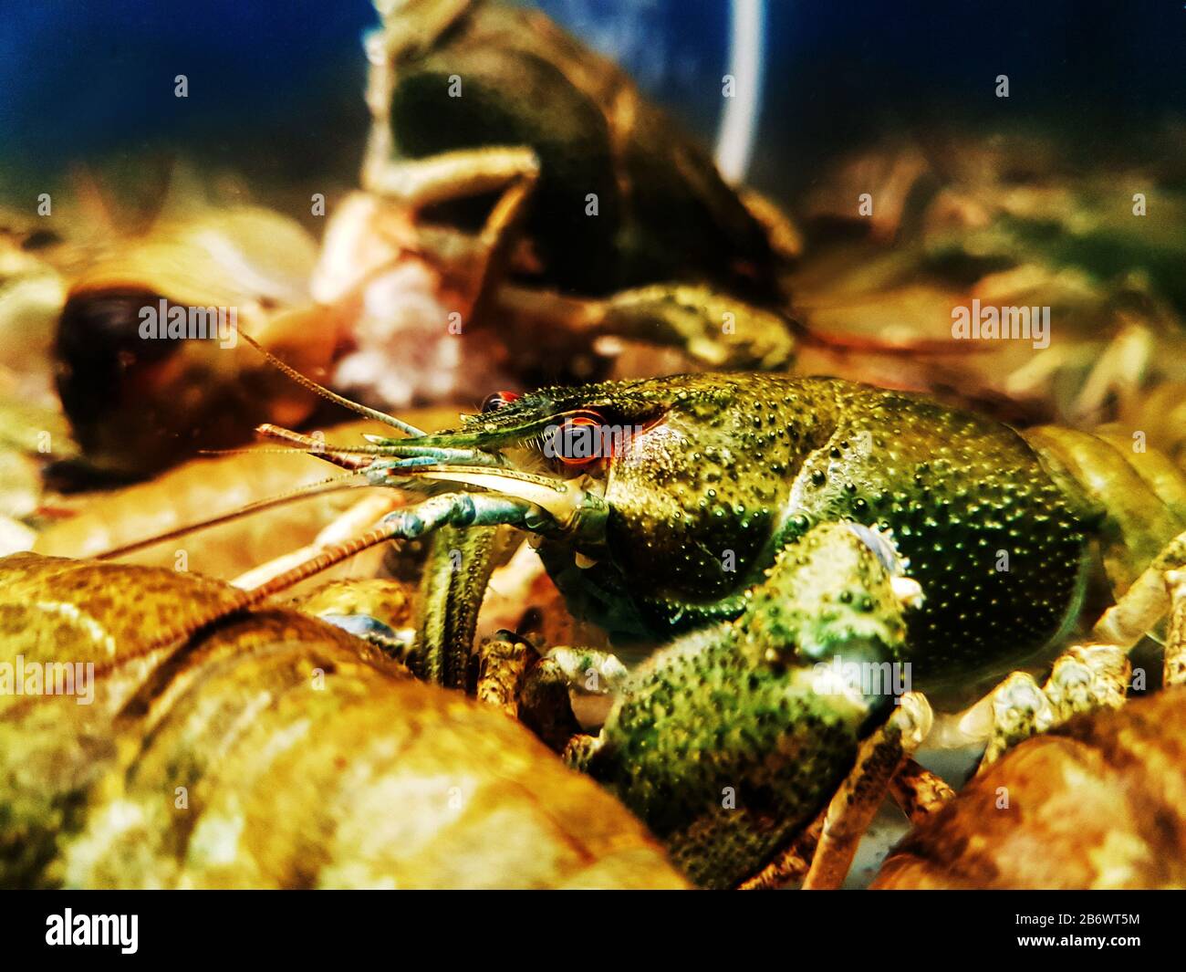 Freshwater crayfish colors hi-res stock photography and images - Alamy