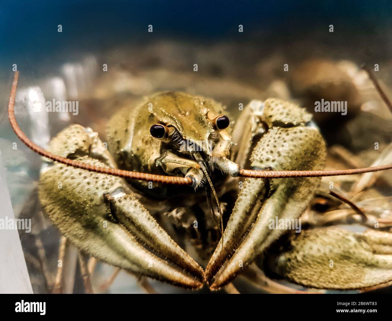 large crayfish behind the glass of the aquarium Stock Photo - Alamy