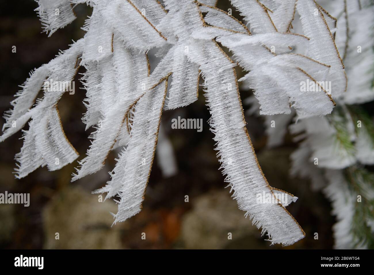 Frosted fir tree hi-res stock photography and images - Alamy