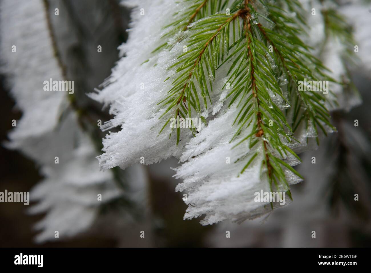 Frosted fir-tree branch close-up Stock Photo - Alamy