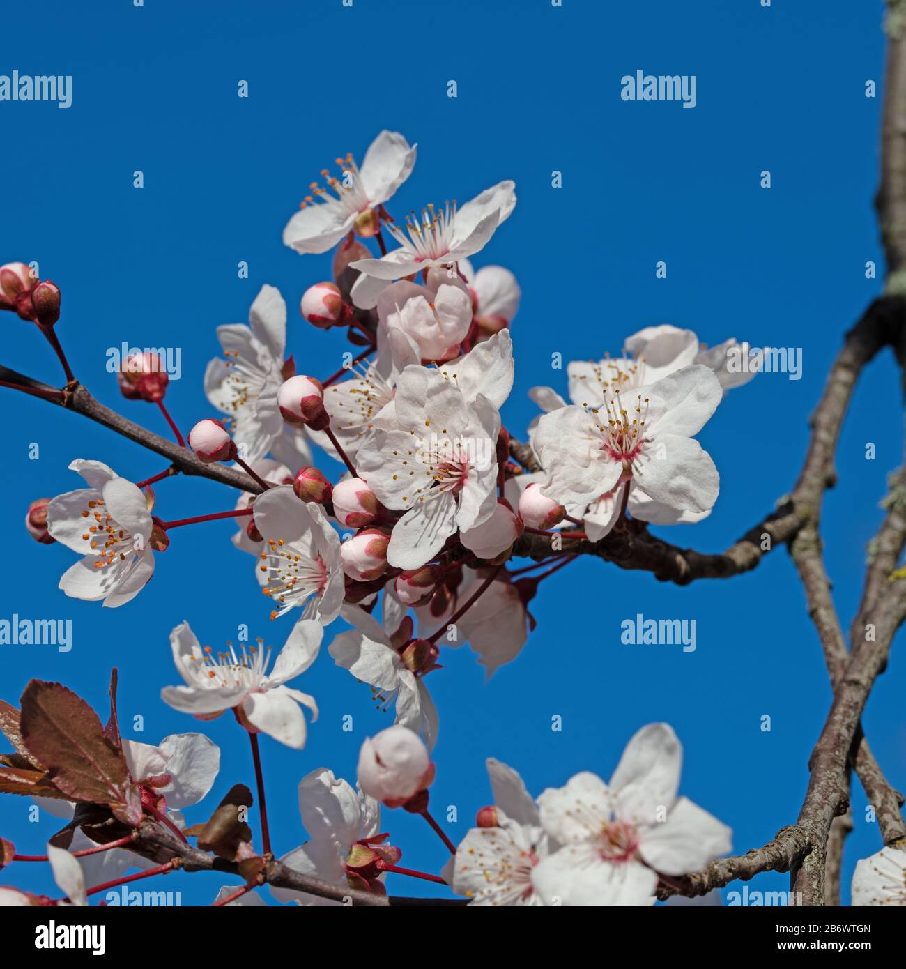 Wild mirabelle plum hi-res stock photography and images - Alamy