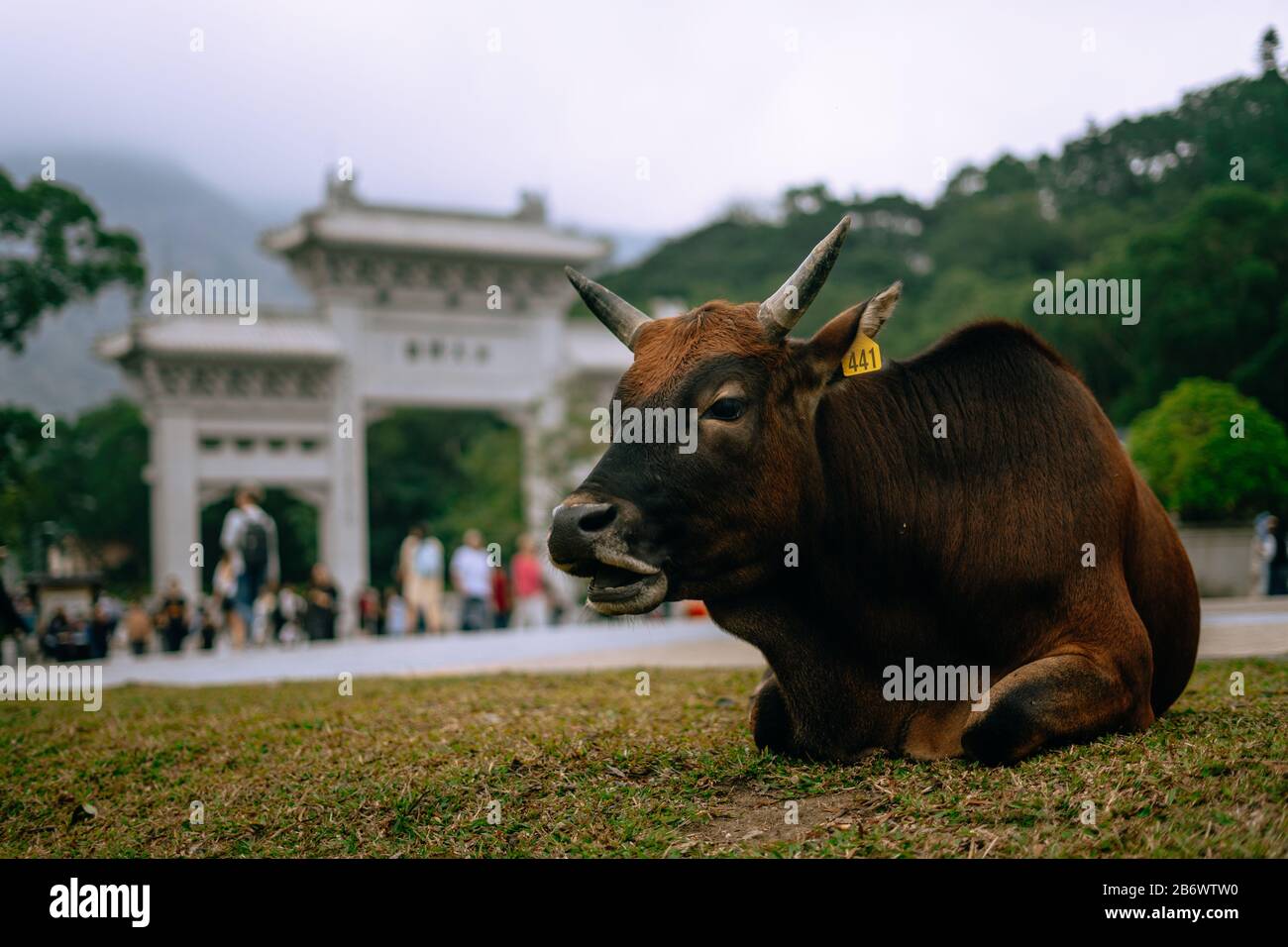 Beautiful brown cow stands in front of ancient temple in Hong kong ...