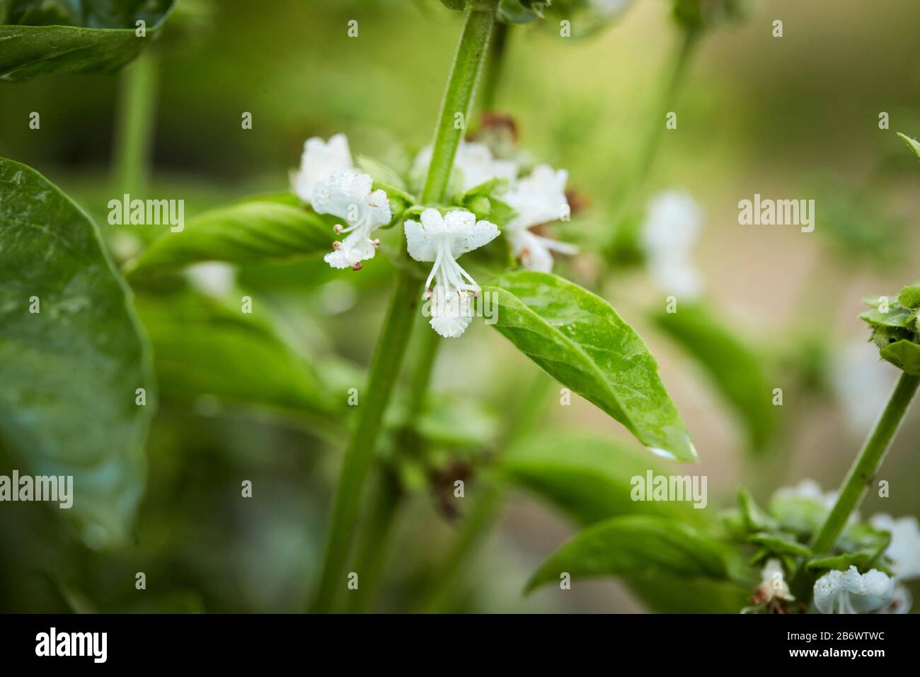 Basil (Ocimum basilicum). Flowering stalk. Germany Stock Photo - Alamy