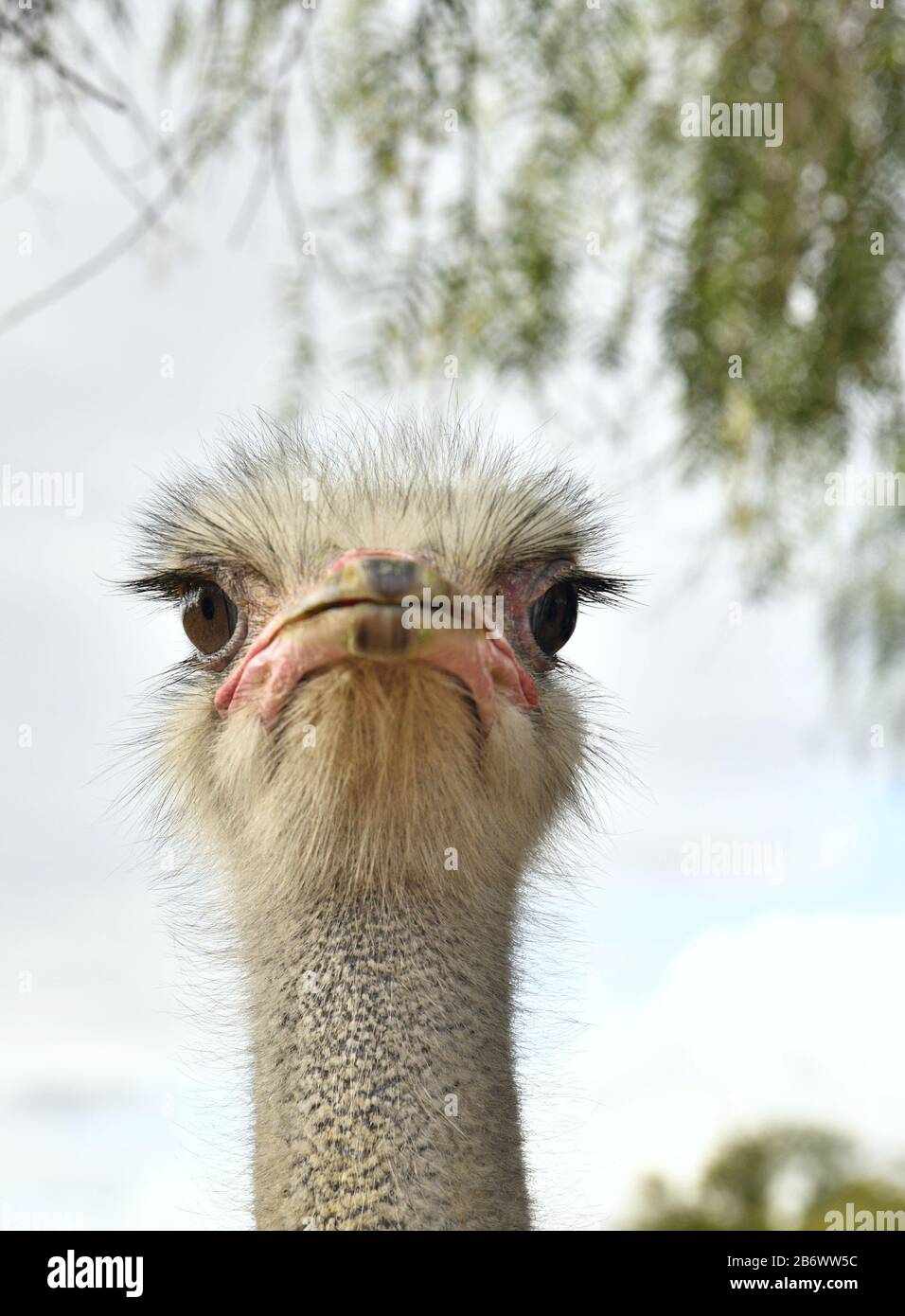 Close up ostriches hi-res stock photography and images - Alamy