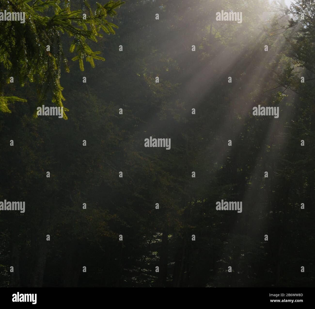 Torched trees hi-res stock photography and images - Alamy