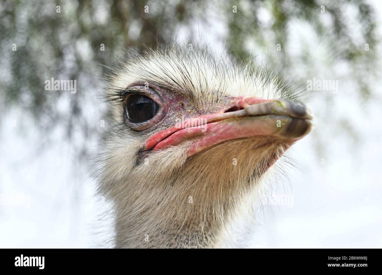 Common ostrich bird head top view close-up with light background ...
