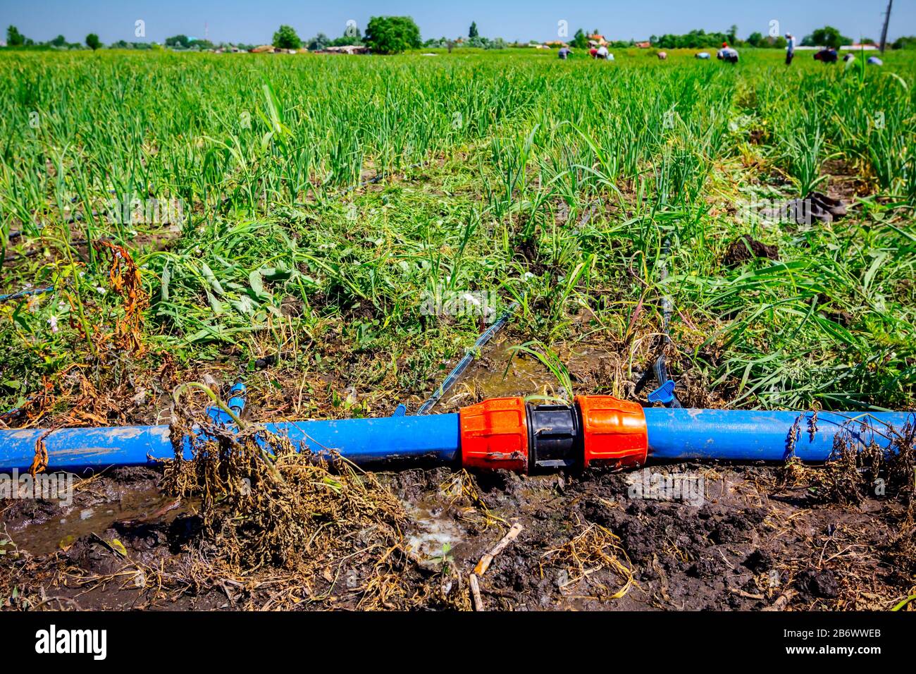 Onion Furrow Irrigation Youtube