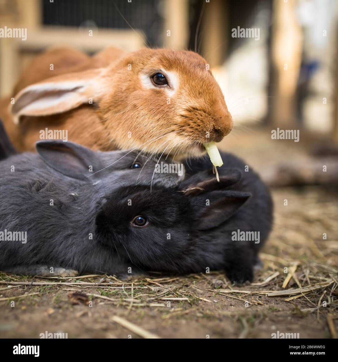 Cute baby rabbits in a farm Stock Photo - Alamy