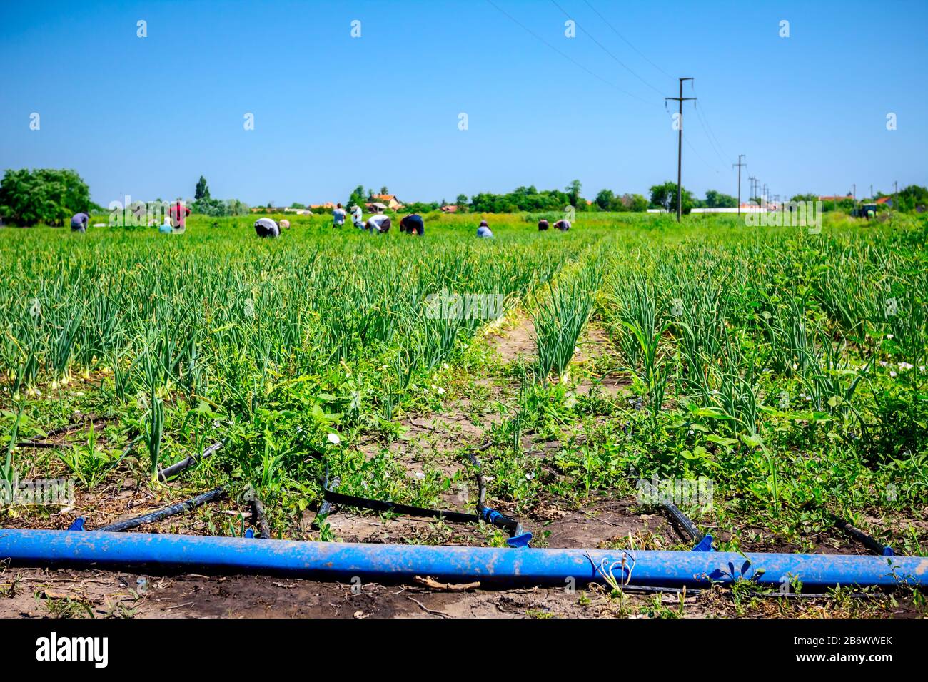 Plastic irrigation pipes were placed on the plantation of young onion ...