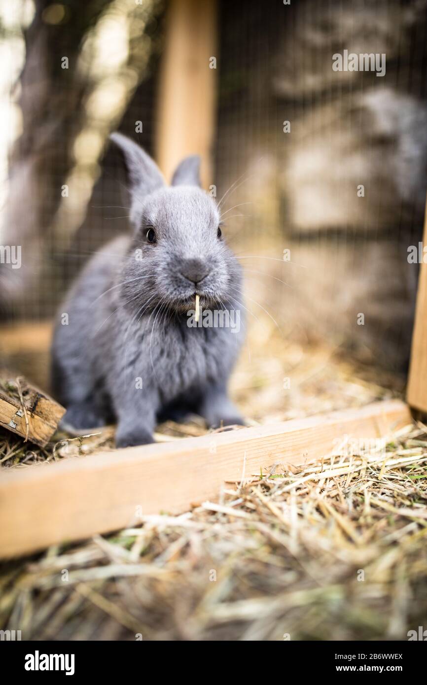 Cute baby rabbits in a farm Stock Photo - Alamy