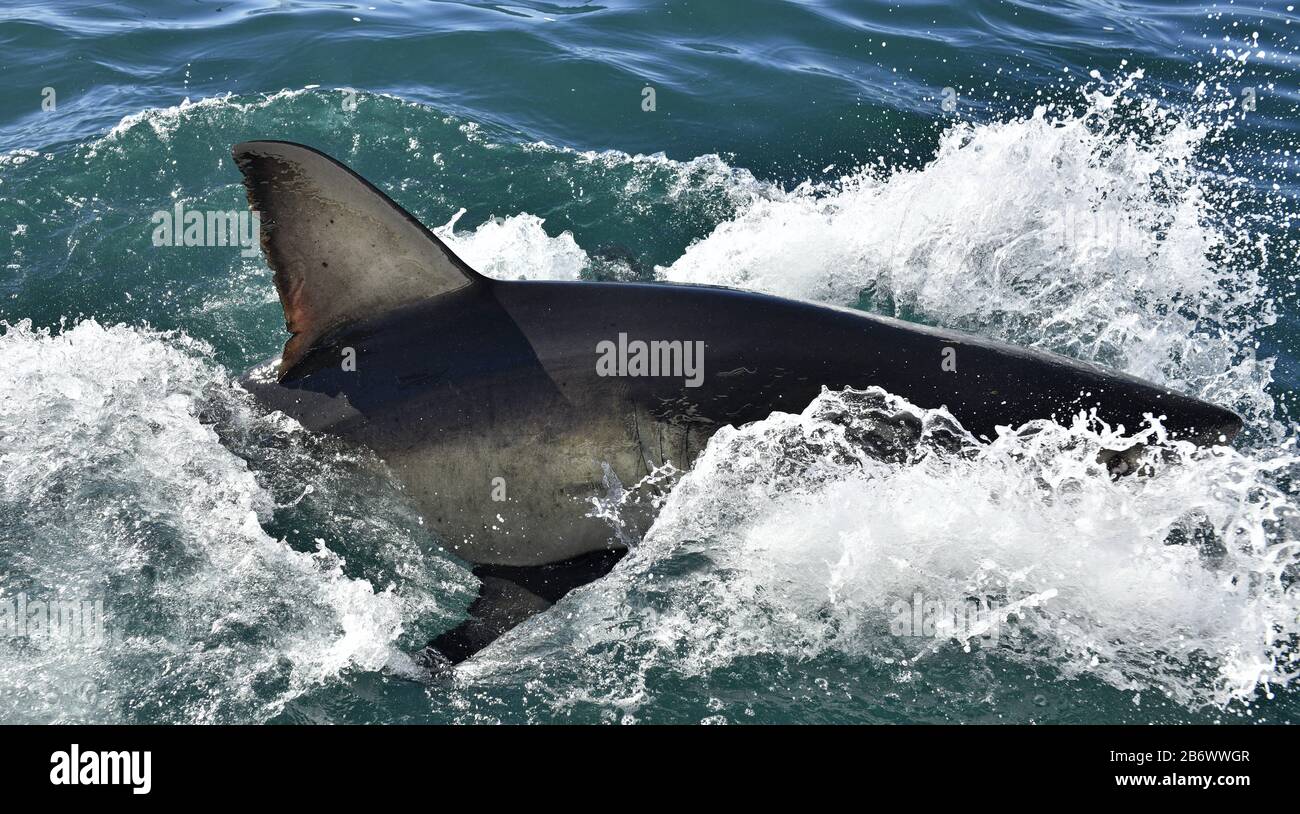 Shark swim above hi-res stock photography and images - Alamy