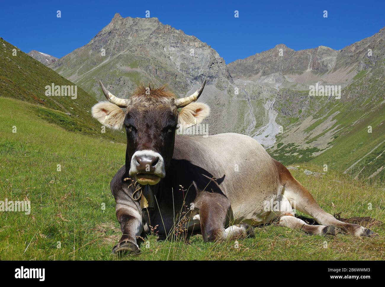 Domestic scenery and scenery High Resolution Stock Photography and ...