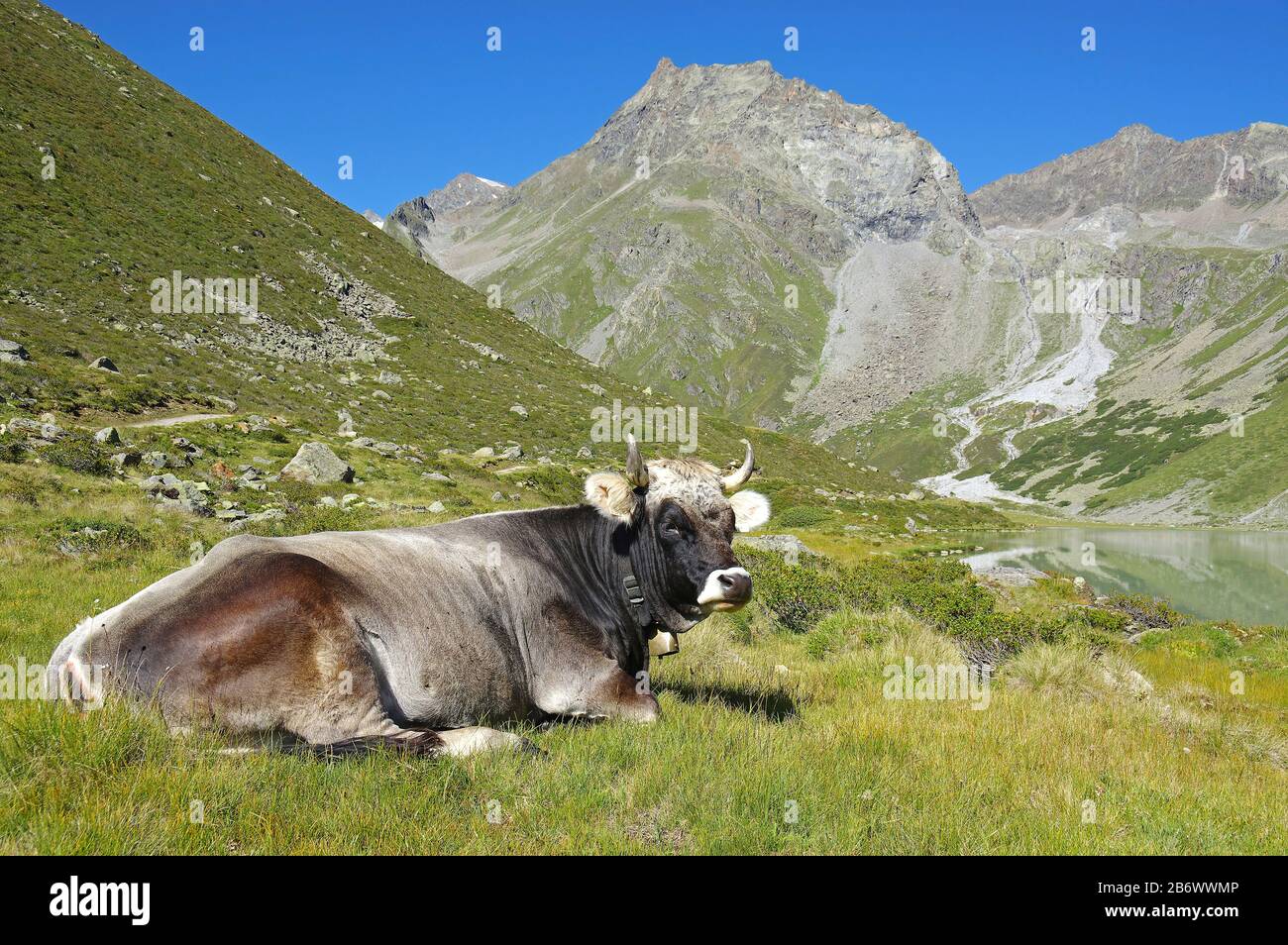 Domestic Cattle, Tyrolese Grey Cattle. Cow lying on an alpine meadow ...