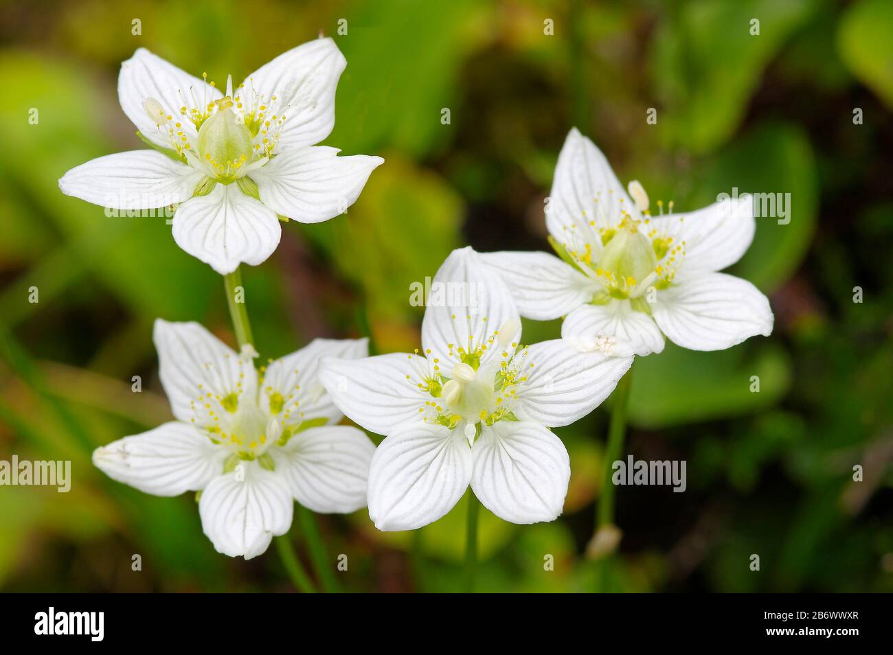 Grass of Parnassus (Parnassia palustris), flowering. Austria Stock ...