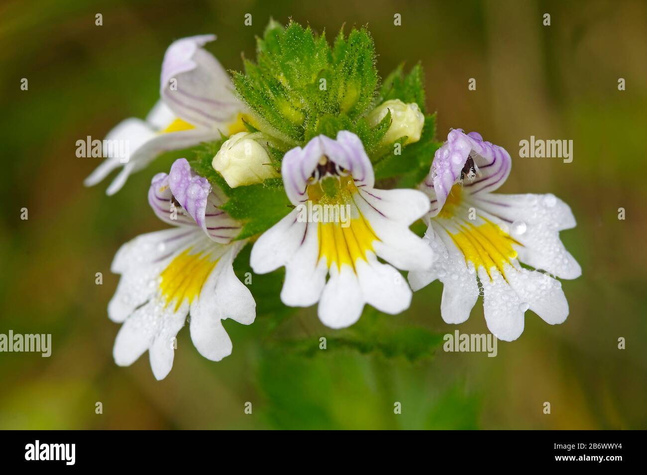 Eyebright (Euphrasia officinalis, Euphrasia rostkoviana). Flowers ...