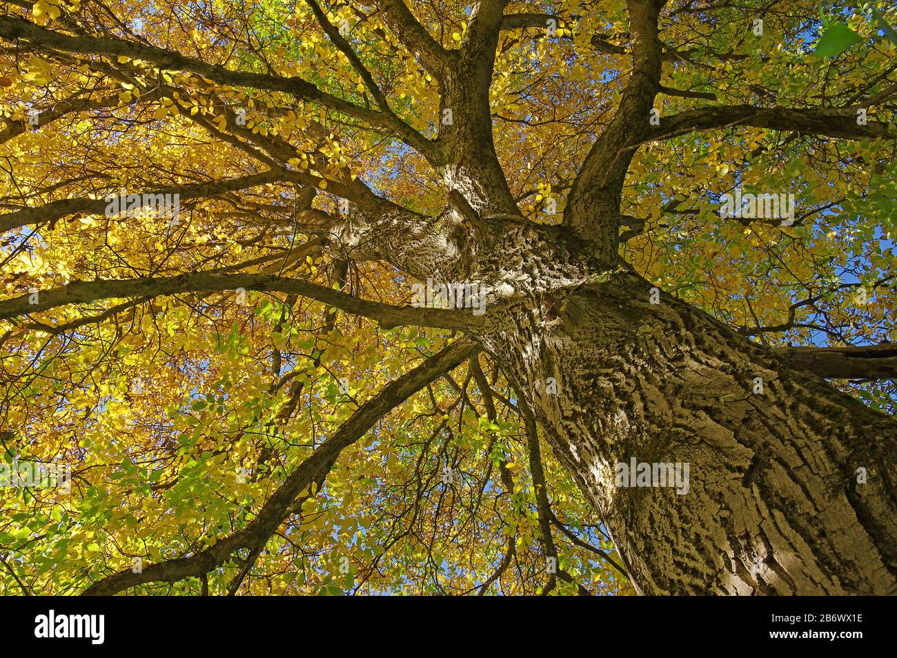 Common Walnut, English Walnut, Persian Walnut (Juglans regia). Look ...