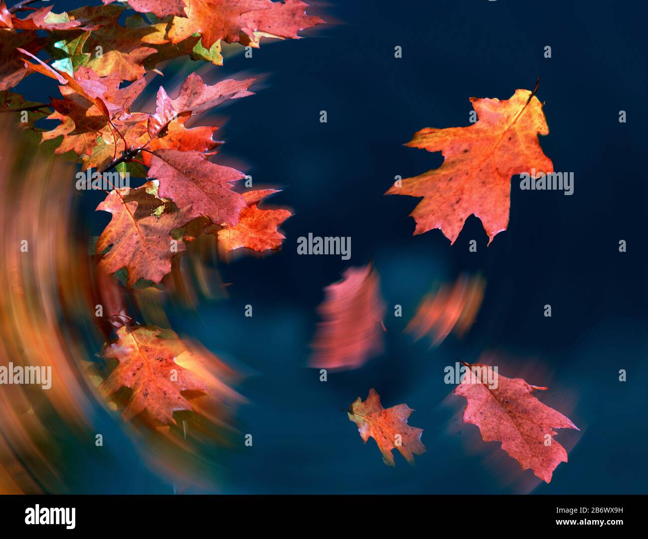 Turkey Oak (Quercus cerris). Falling leaves in autumn, Germany Stock ...