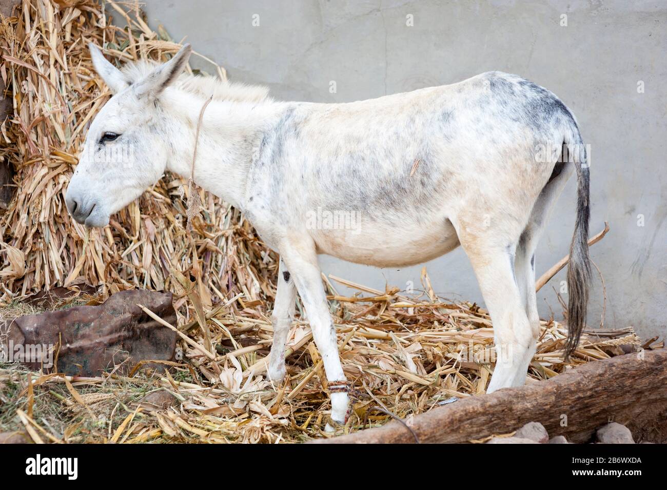 Egyptian donkey cairo egypt hi-res stock photography and images - Alamy