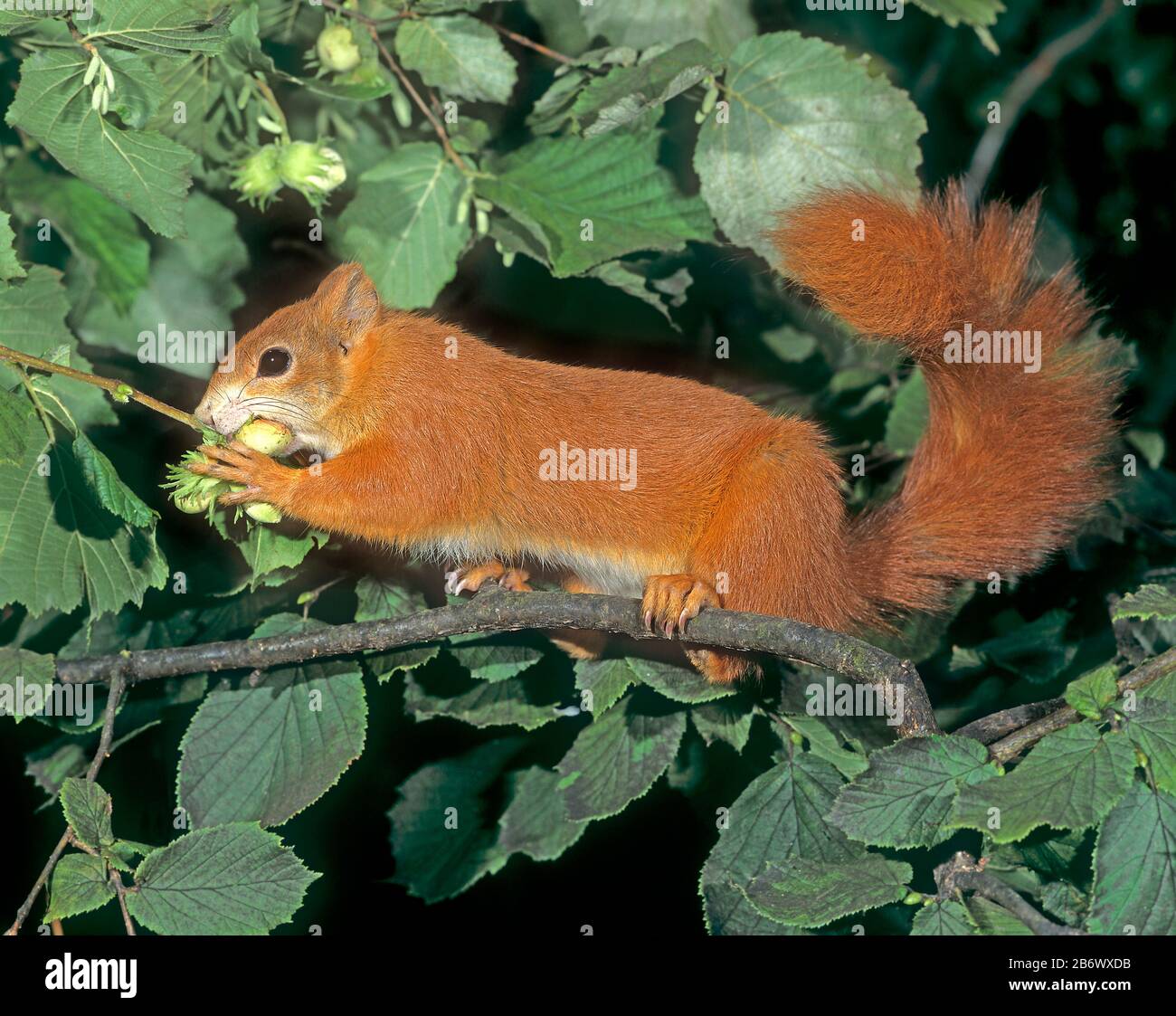 Red Squirrel (Sciurus vulgaris). Adult harvesting unripe hazelnuts ...