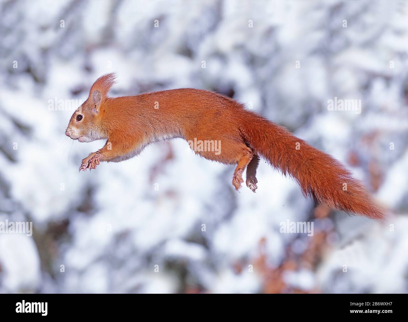 Red Squirrel (Sciurus vulgaris). Adult leaping in winter. Germany Stock ...