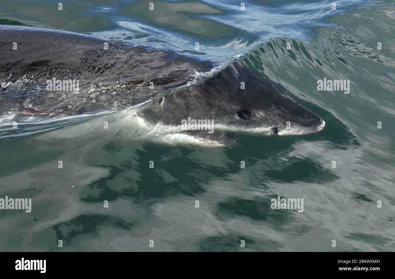 Scary marine animals hi-res stock photography and images - Alamy