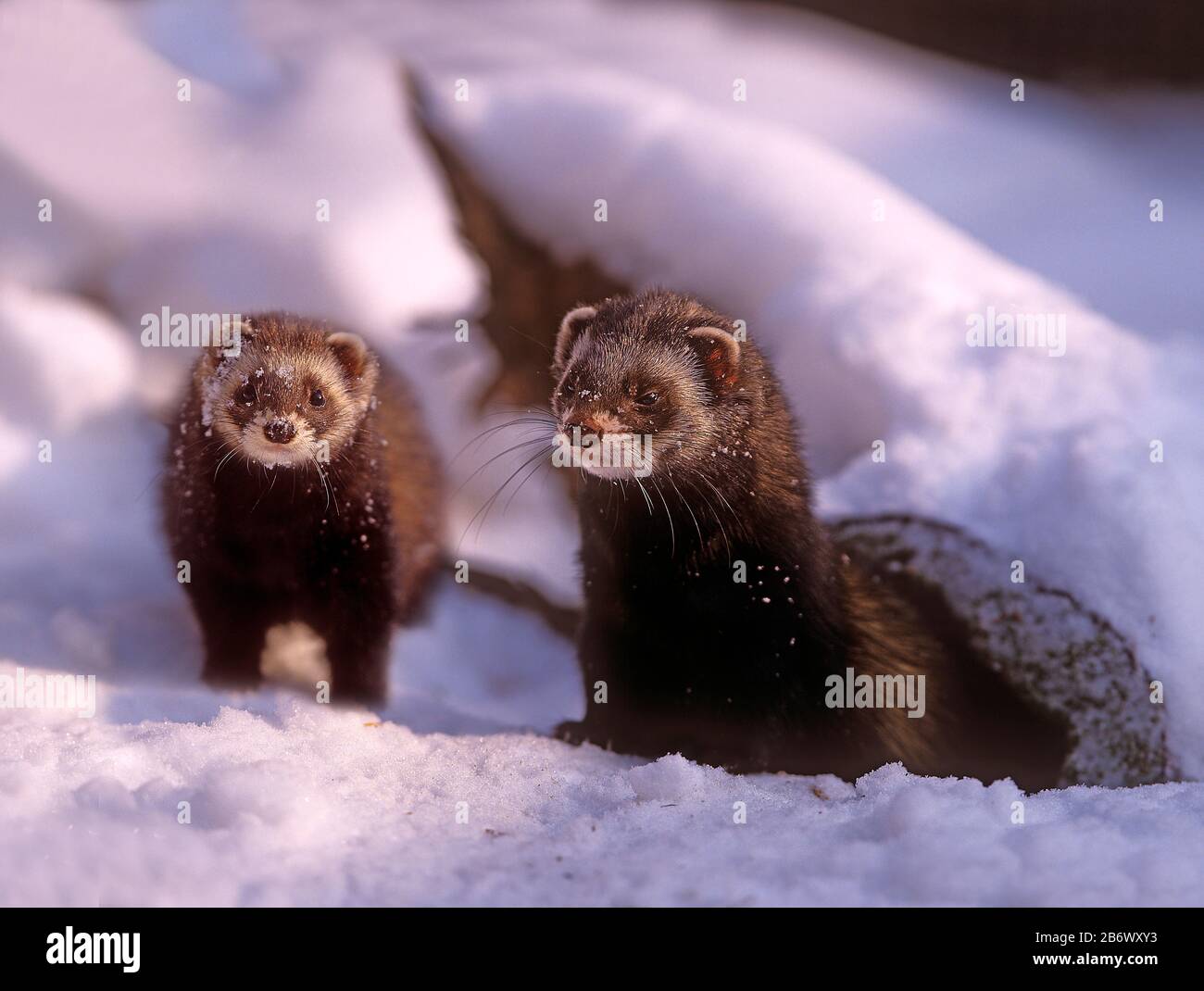 European Polecat (Mustela putorius). A couple standing in the evening ...