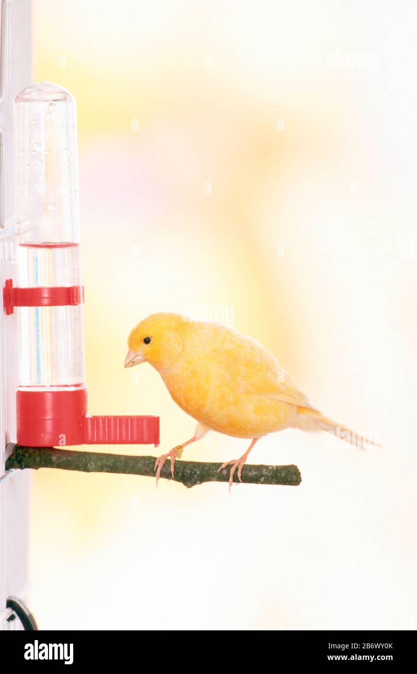 Domestic canary. Yellow bird drinking from a tubular drinker, Germany ...