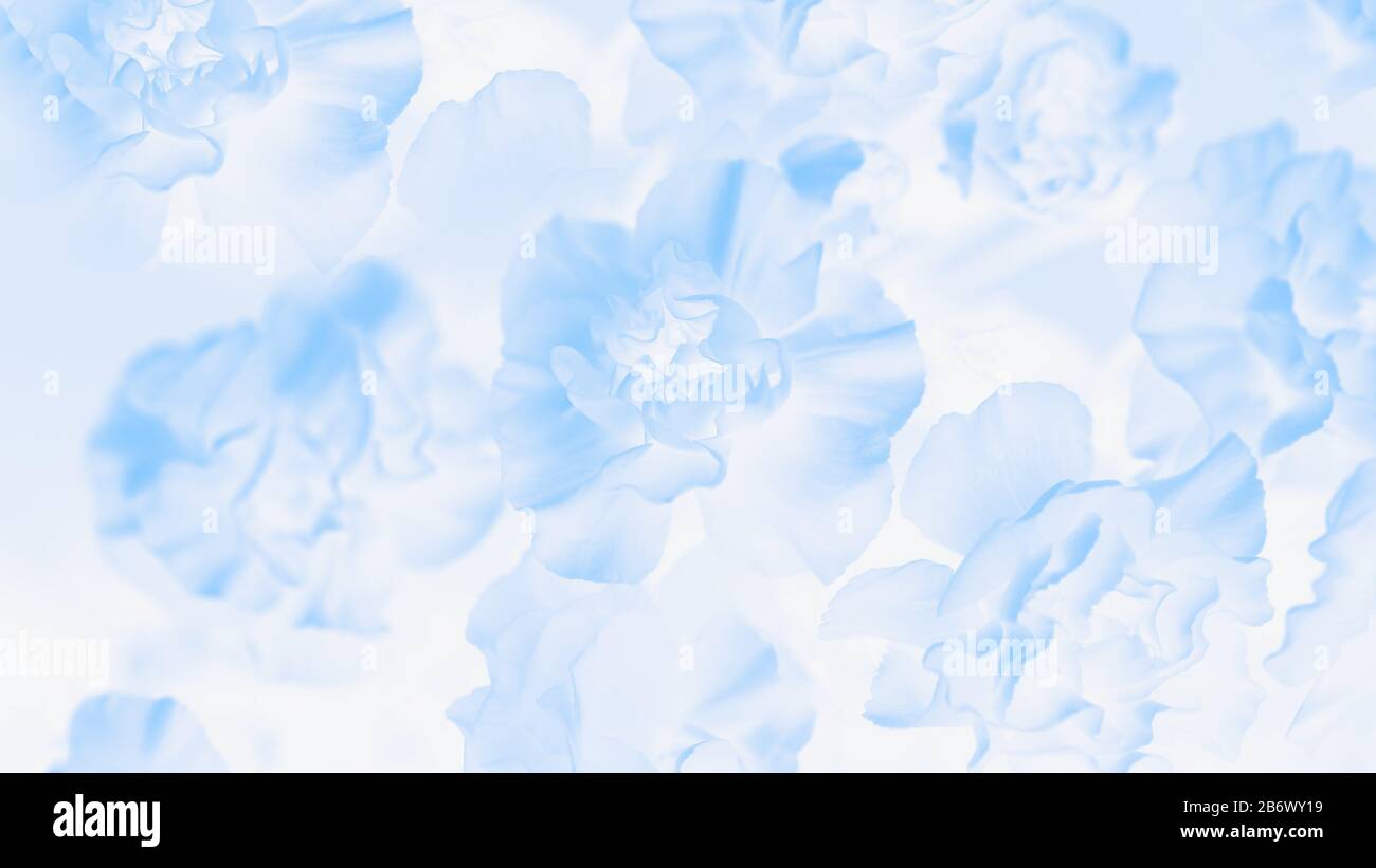 Light Blue Flower Abstract Wallpaper