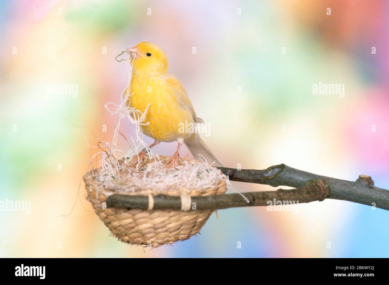 Domestic Canary. Yellow bird building a nest. Germany Stock Photo - Alamy