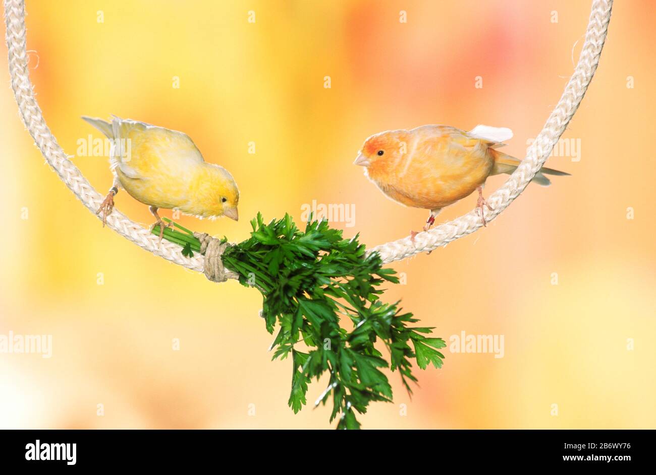 Rope leaves hi-res stock photography and images - Alamy